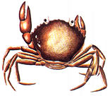 Crab